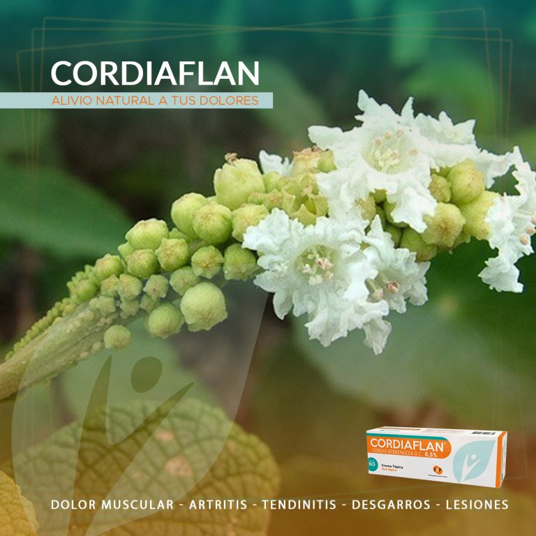 Inicio - Cordiaflan